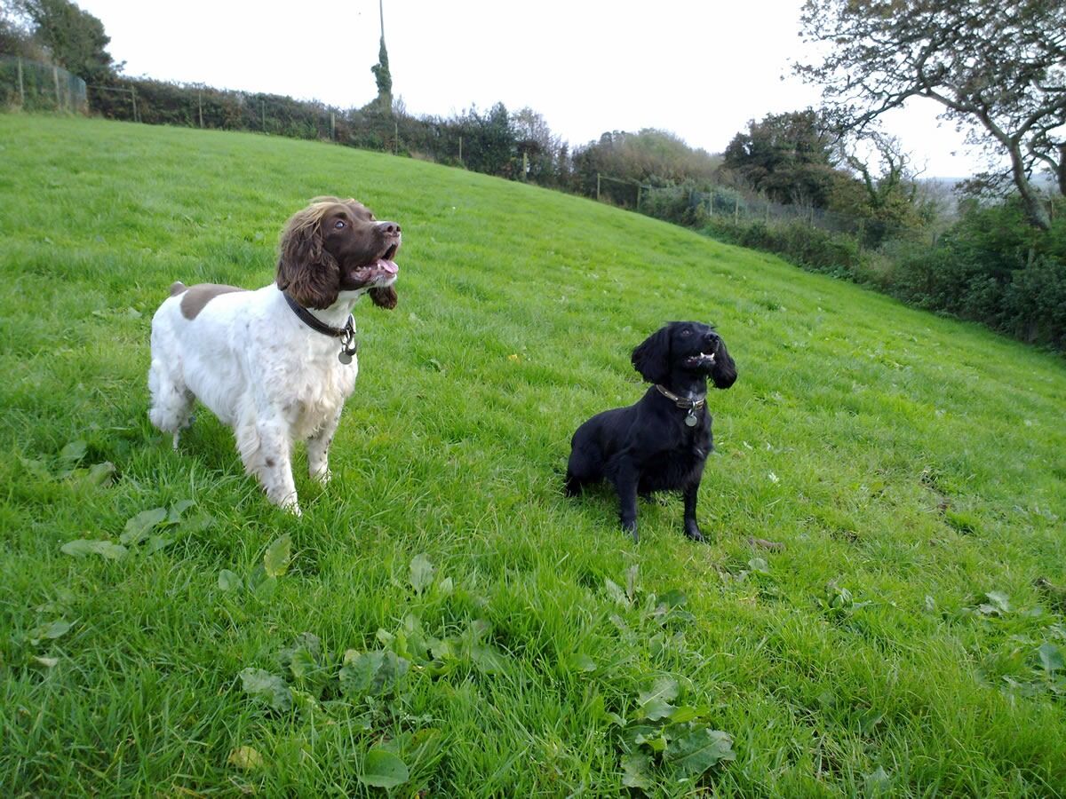 The Dog Lodge – Luxury Dog Boarding in South Devon